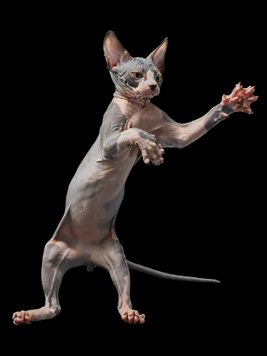 Sphynx Breeder UK ethical sphynx breeder you can trust.