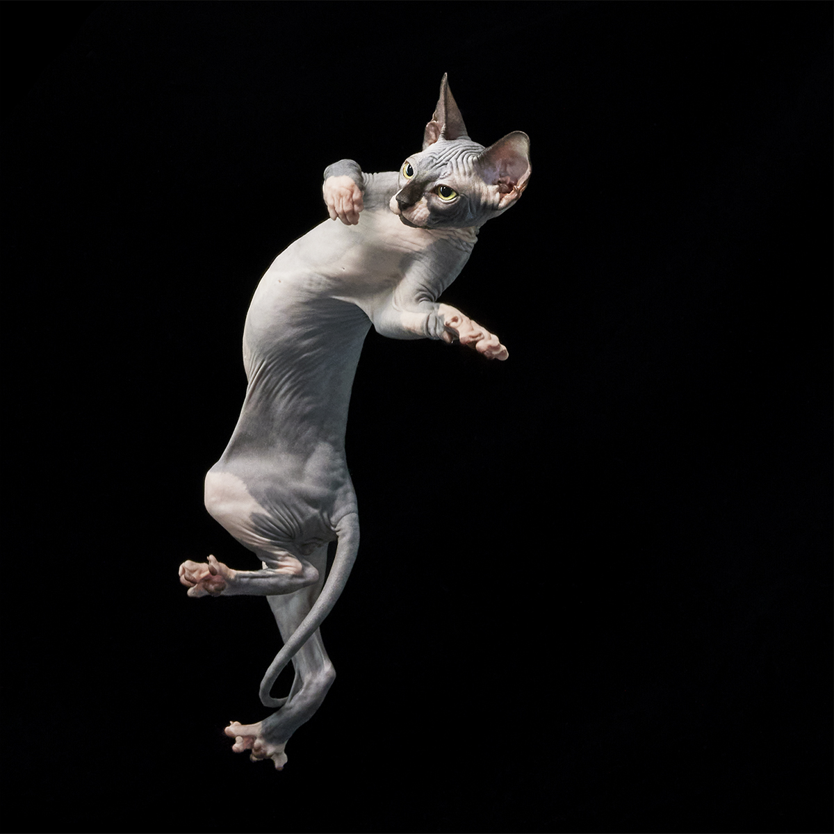 Sphynx Breeder UK ethical sphynx breeder you can trust.